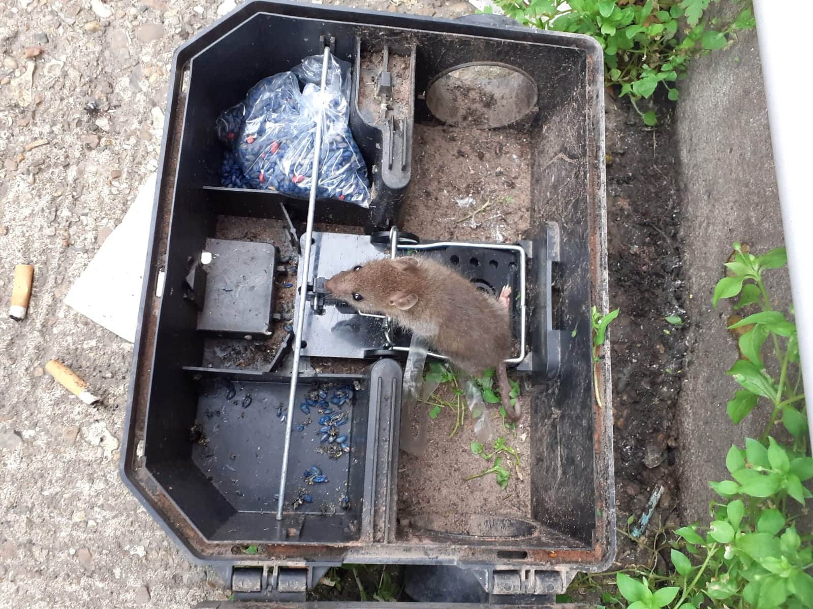Rats In Bin Store | London Bin Cleaning